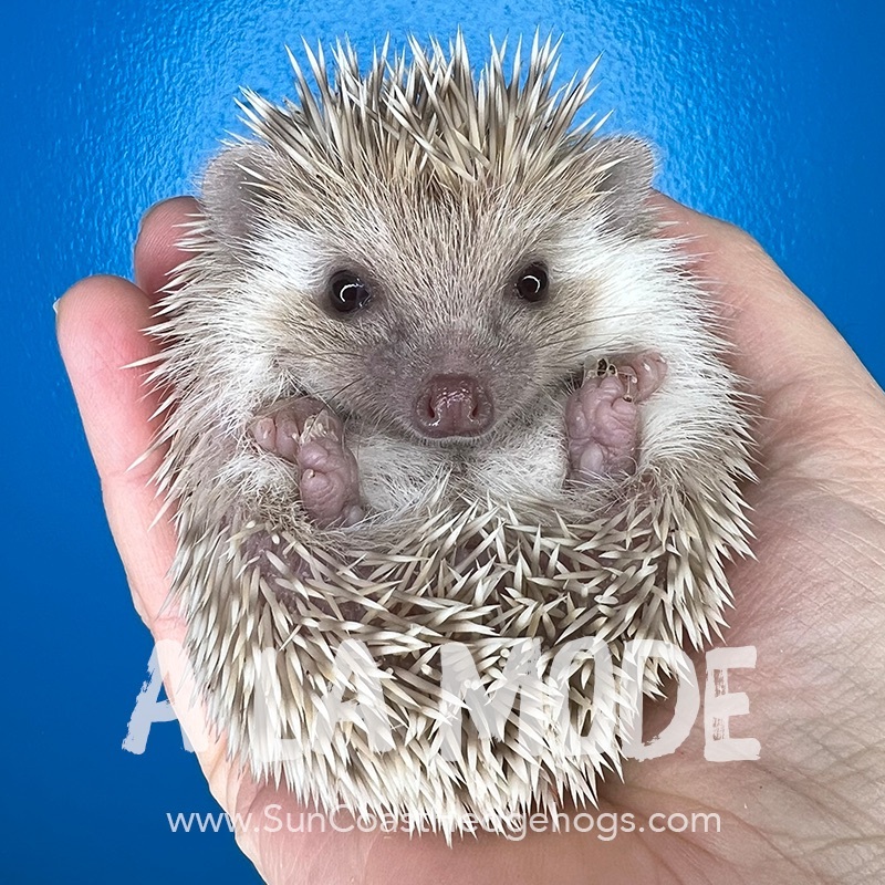 Sun Coast Hedgehogs