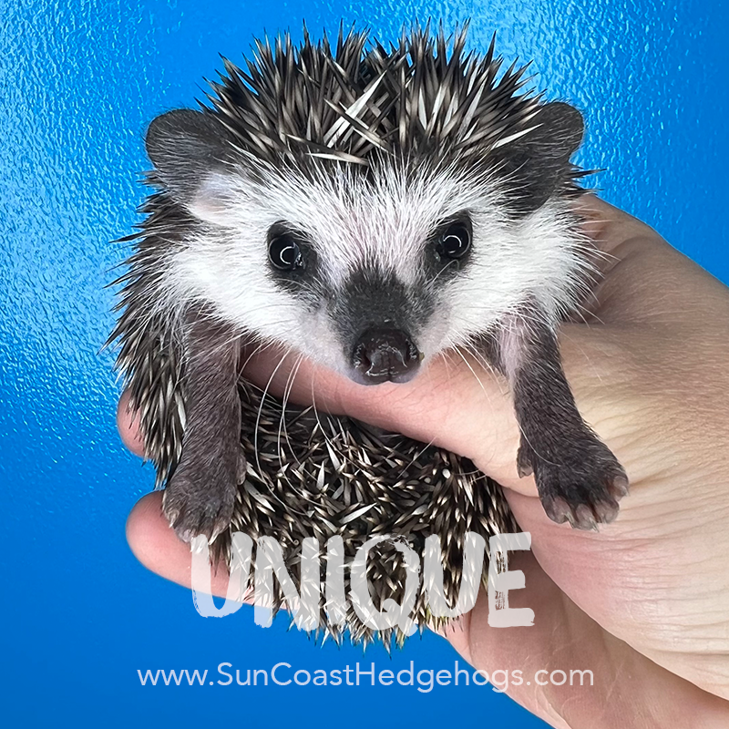 Sun Coast Hedgehogs