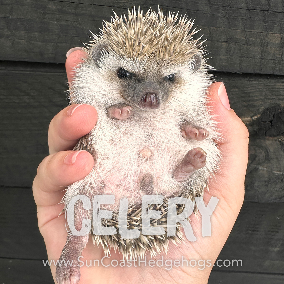Newborn African Pygmy Hedgehog