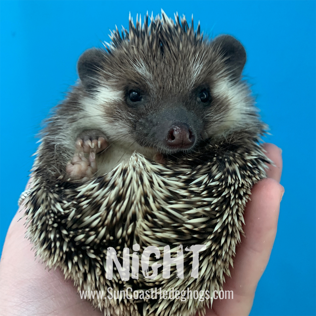 Sun Coast Hedgehogs