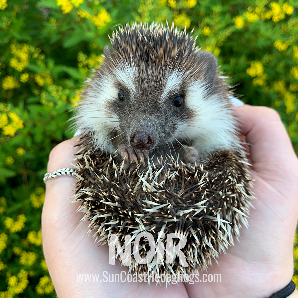 Sun Coast Hedgehogs