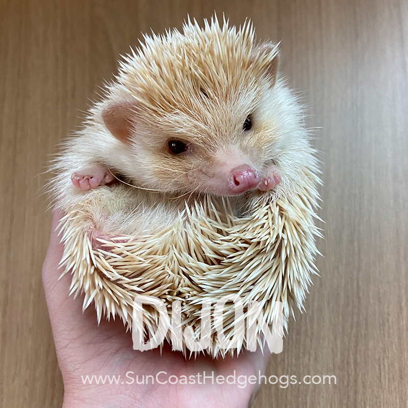 Sun Coast Hedgehogs