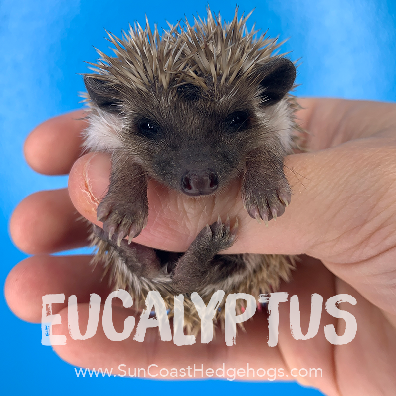Sun Coast Hedgehogs