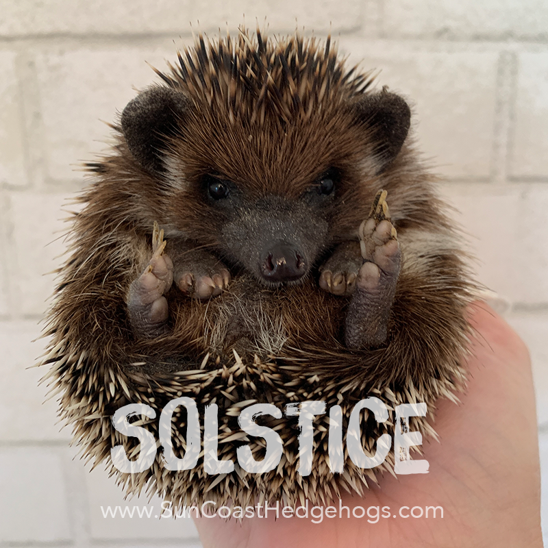 Sun Coast Hedgehogs