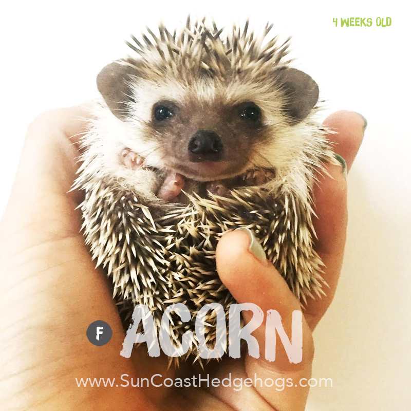 Sun Coast Hedgehogs