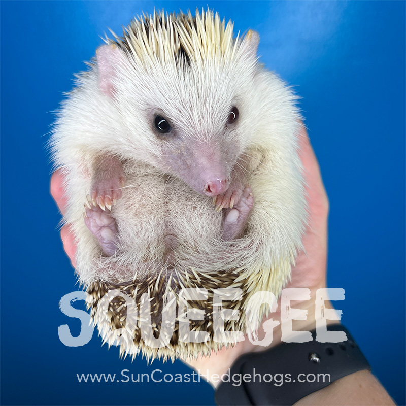 Sun Coast Hedgehogs